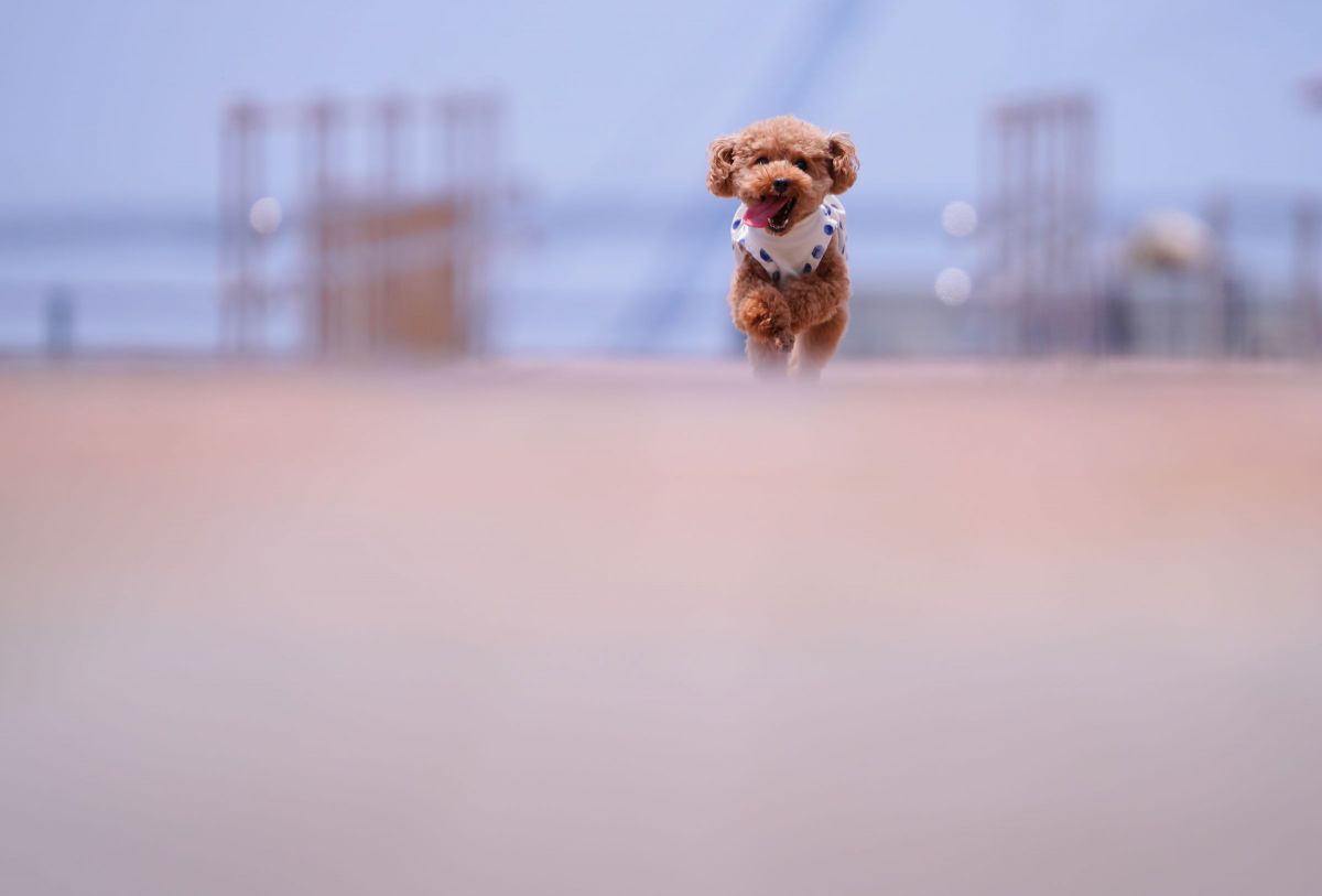 『私の散歩道 vol.6』 | GANREF