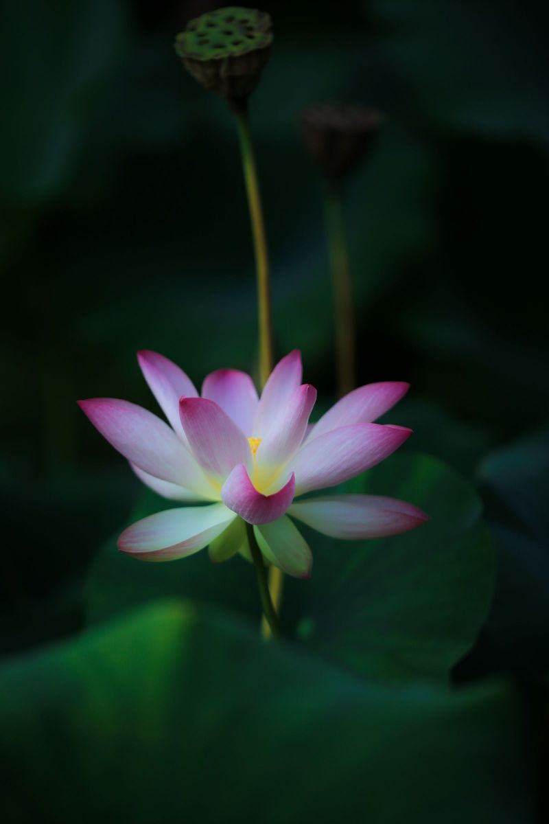 『夏の花vol.8』 | GANREF