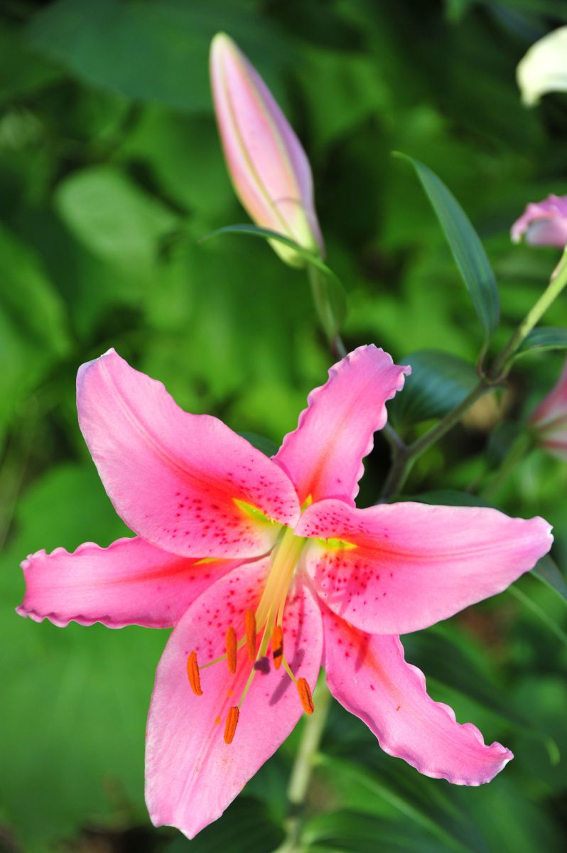 ゆり_2023_1 | GANREF