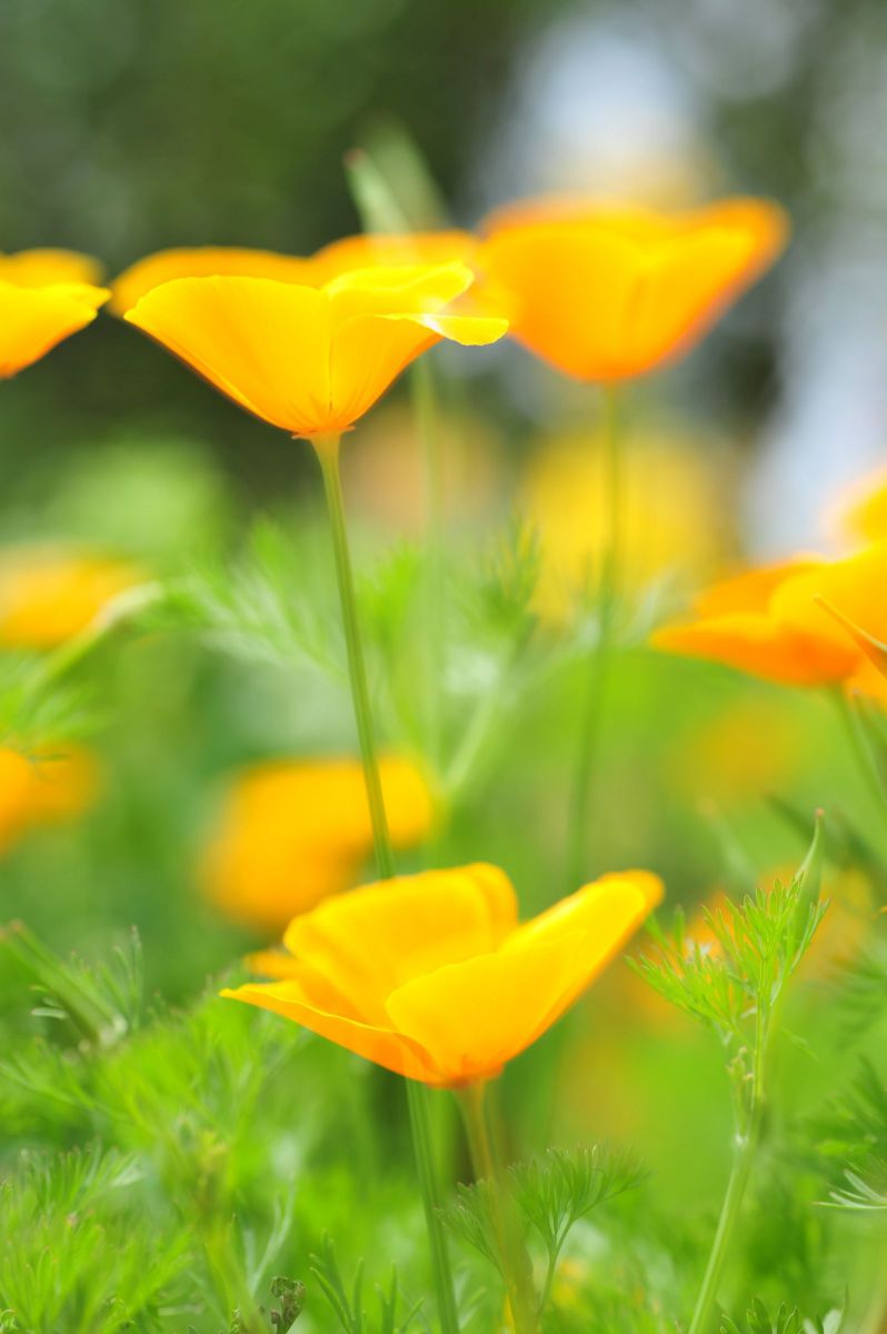 春花ふわり005.JPG | GANREF