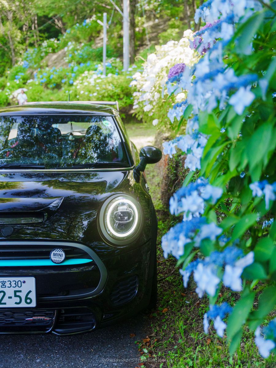 Pavilion of hydrangeas | GANREF