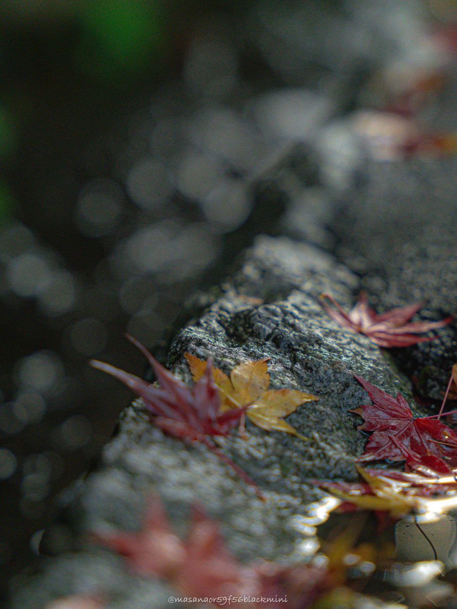 あれ？主張の激しい子にもってかれたー | GANREF