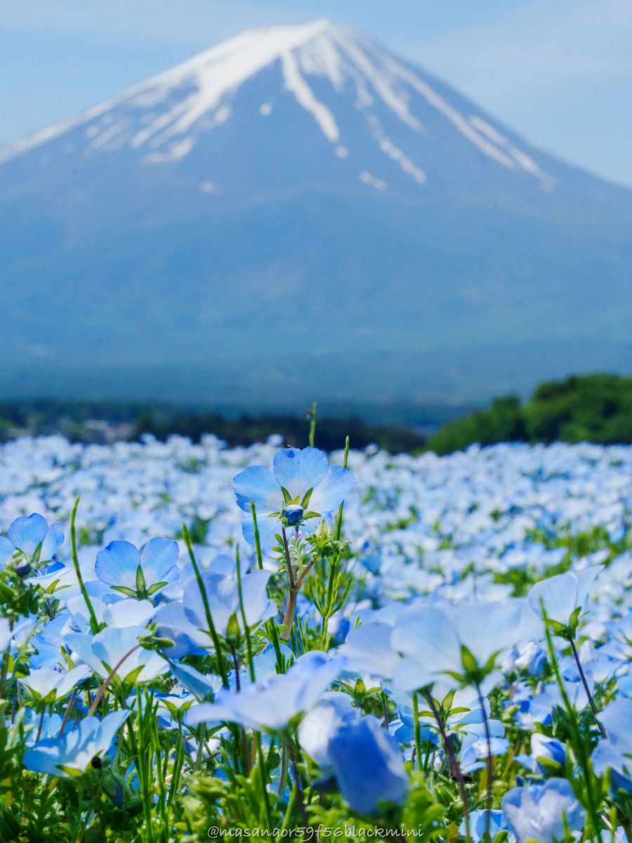 ネモブルー | GANREF