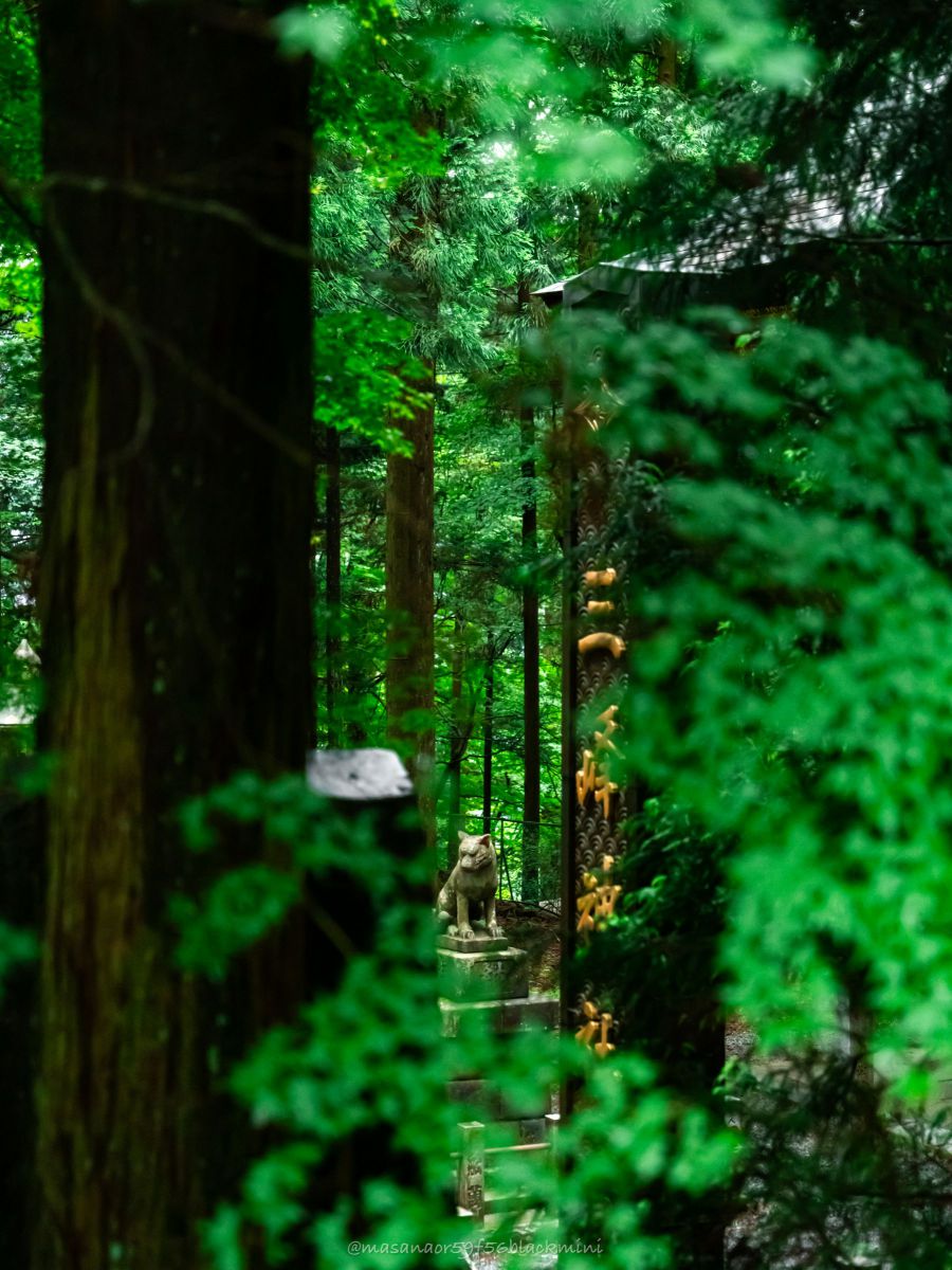 Silver wolf | GANREF