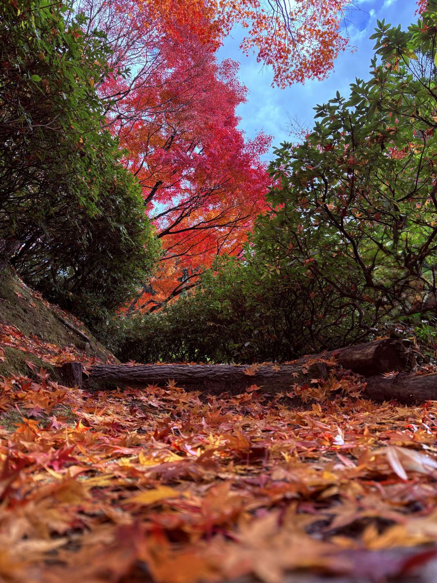 IMG_2902.jpeg | GANREF