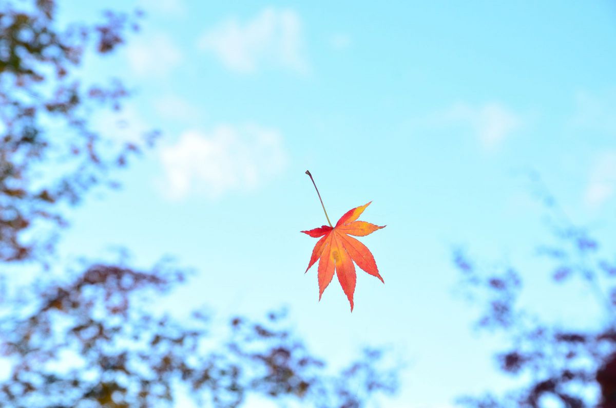 flying leaf | GANREF