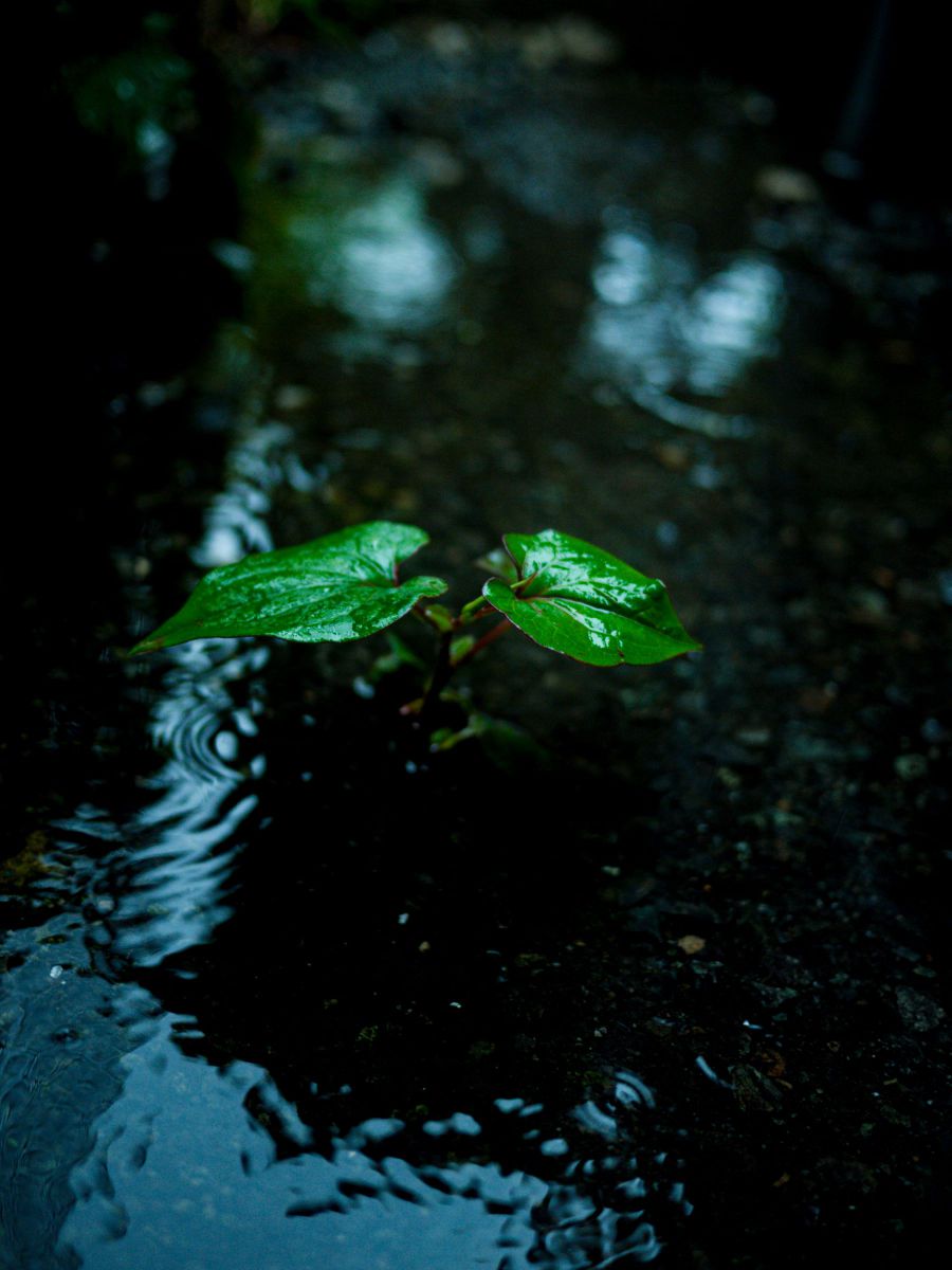 good morning | GANREF