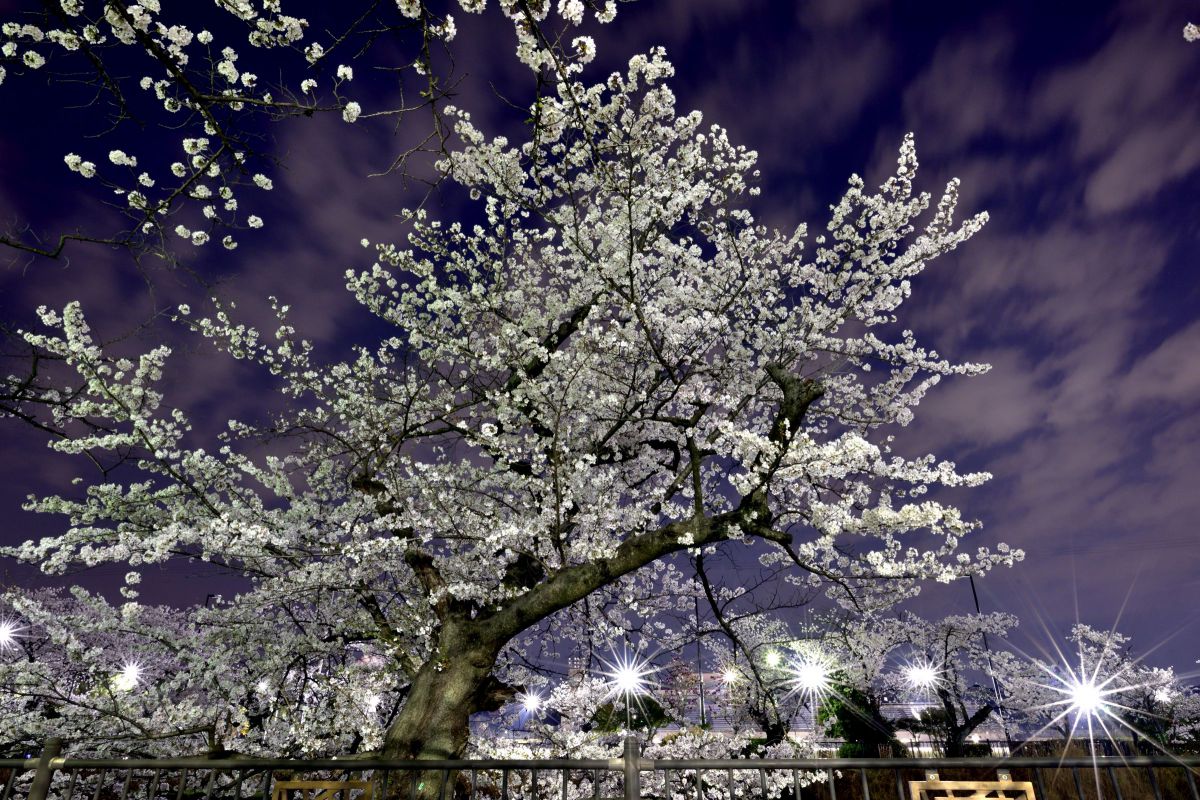 lighting-up | GANREF