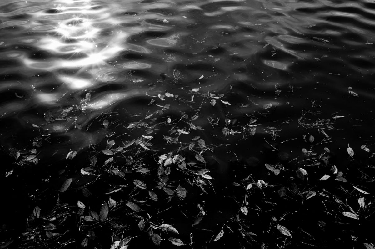 a withered leaf | GANREF