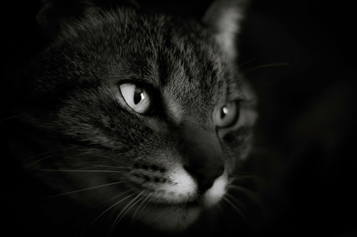 stock08 cat | GANREF