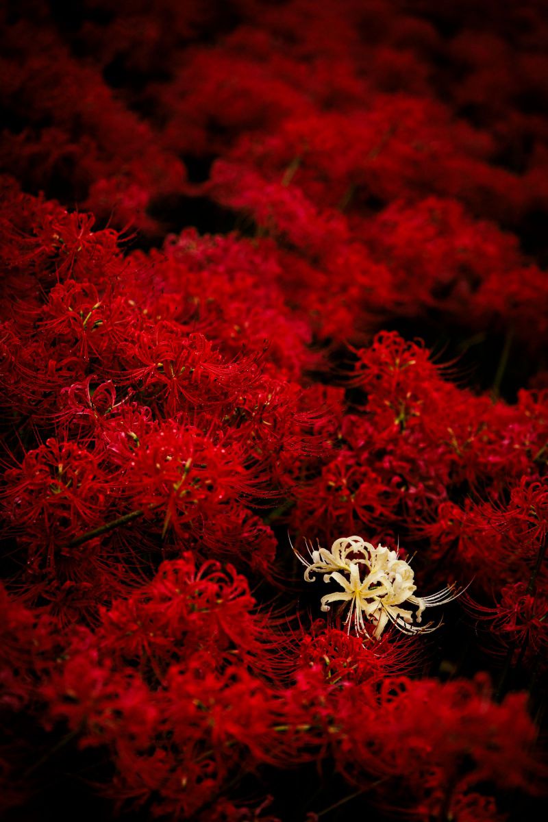 ぼっち。。。 | GANREF