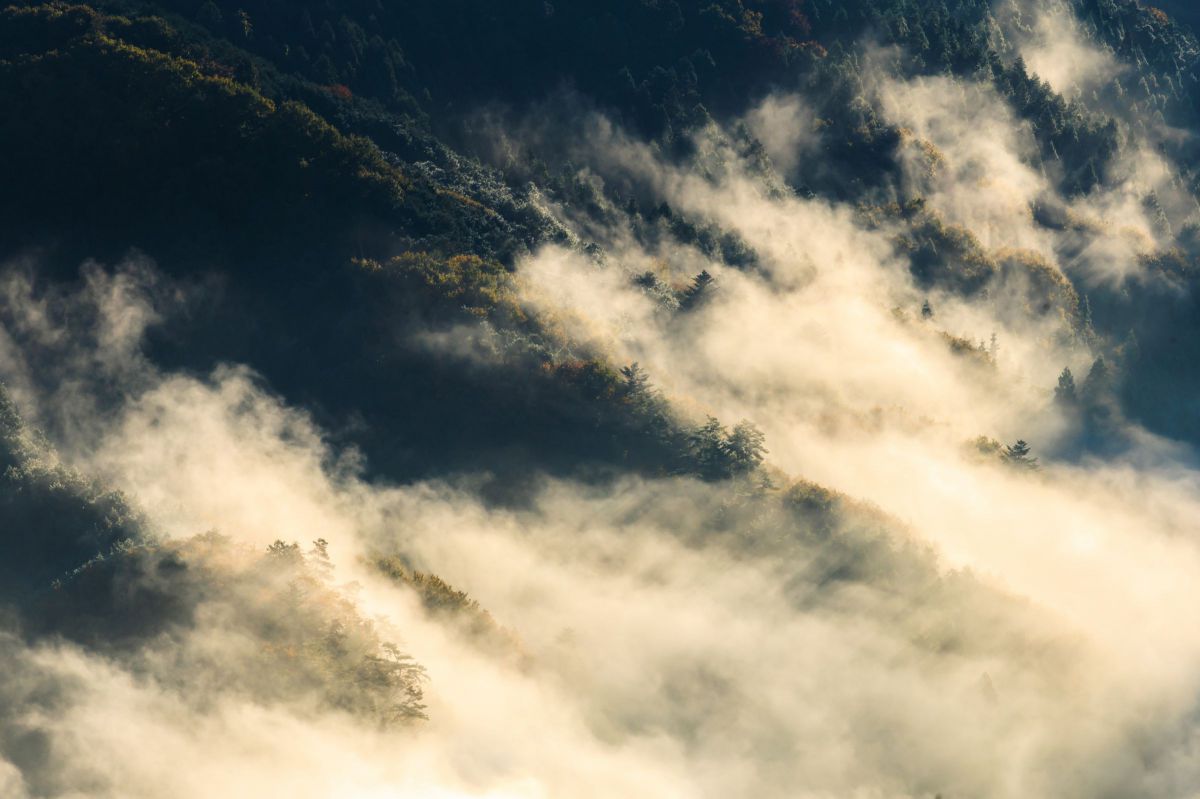 蠢く木々 | GANREF