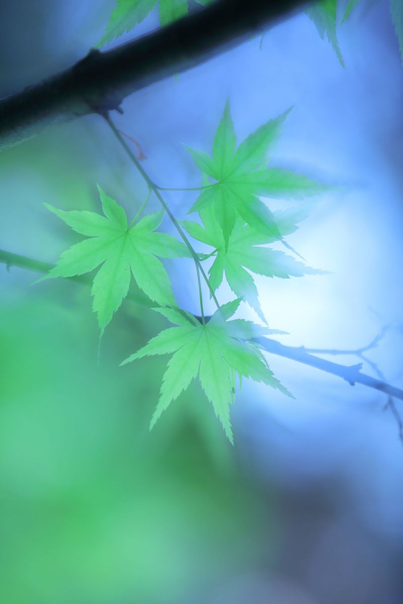 初夏碧色 | GANREF