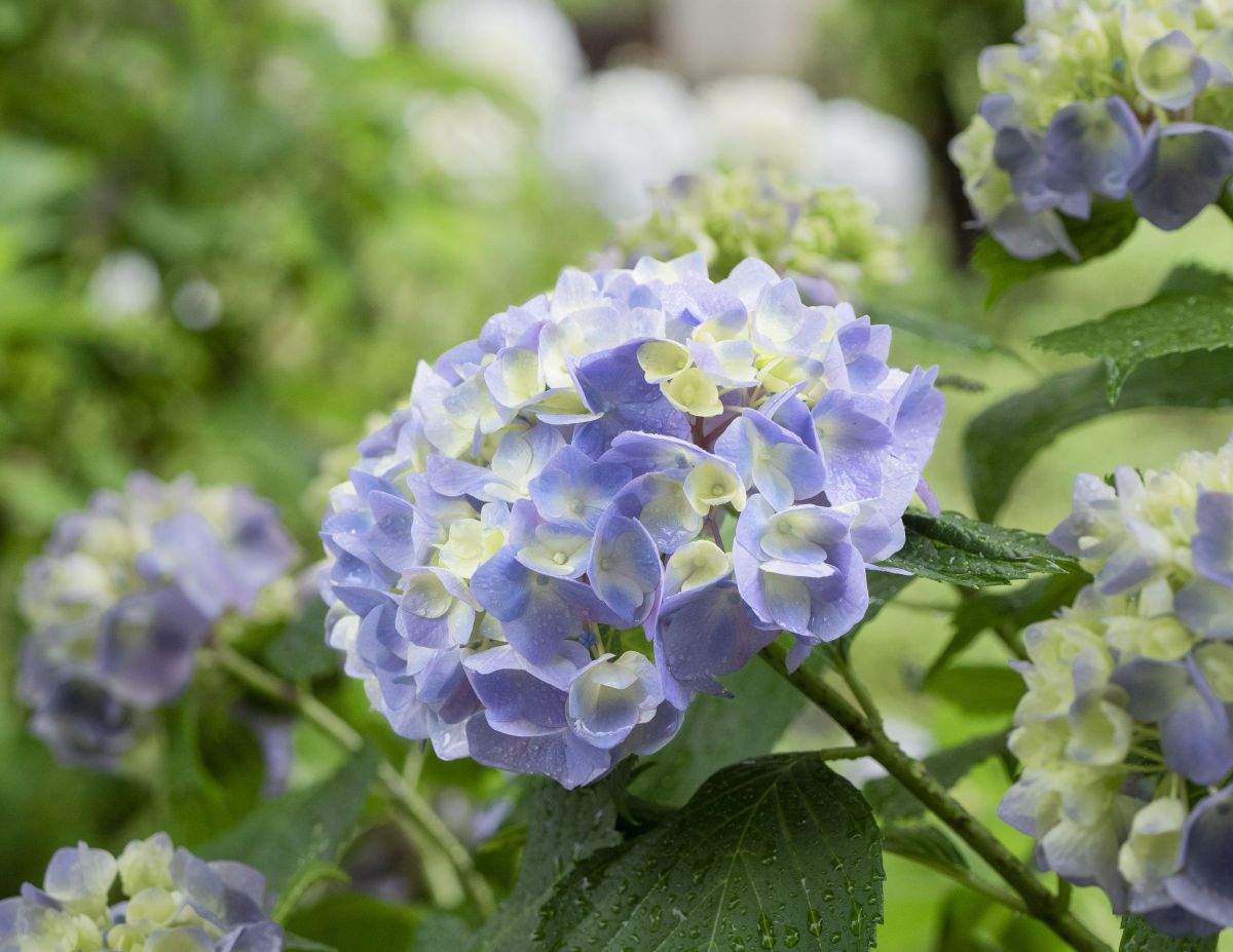 June Violet 3 | GANREF