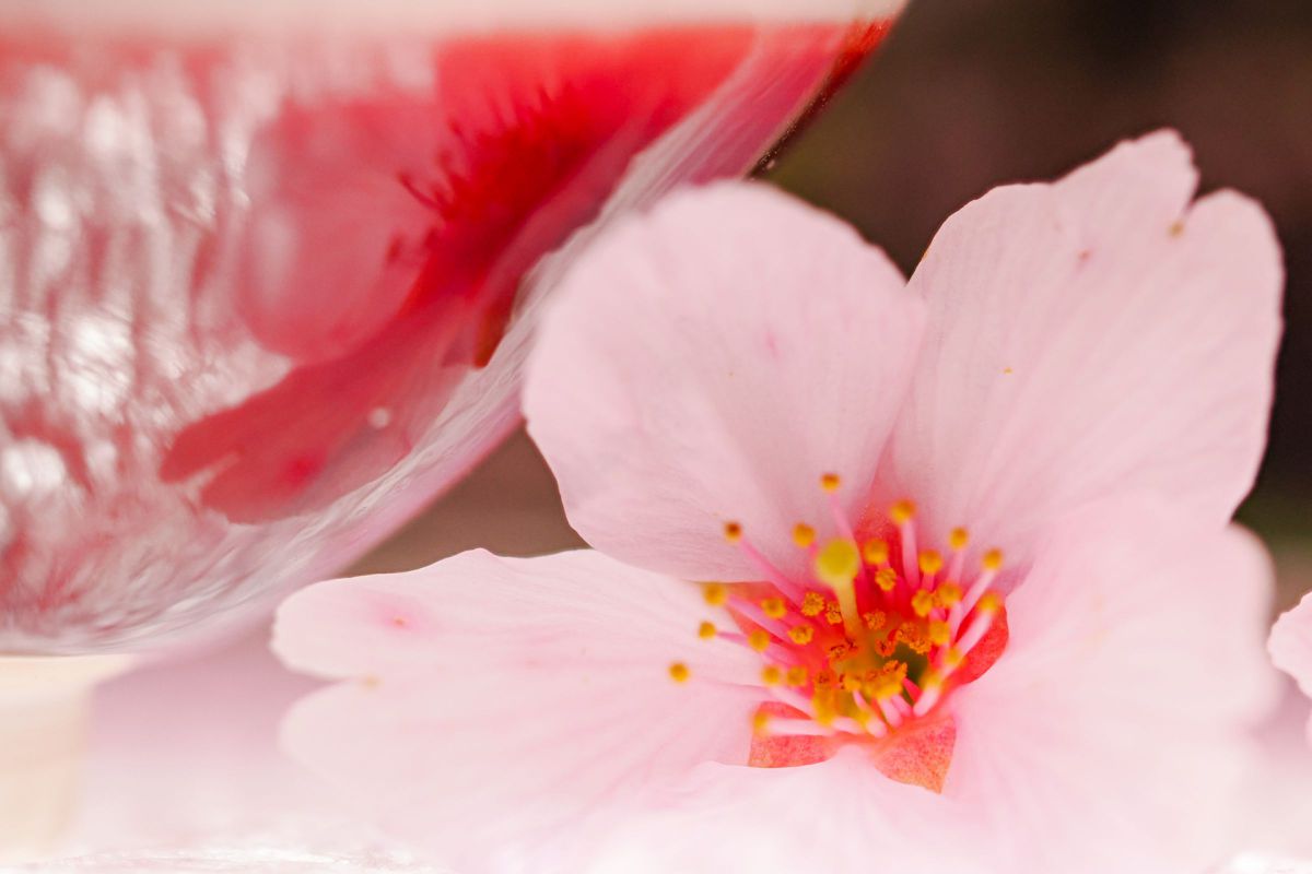 SAKURA reflection | GANREF