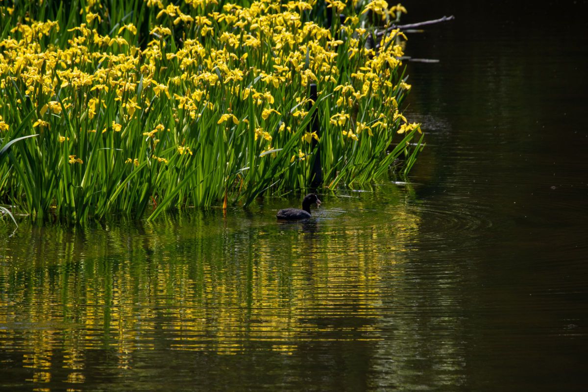 ”Yellow Reflections” | GANREF