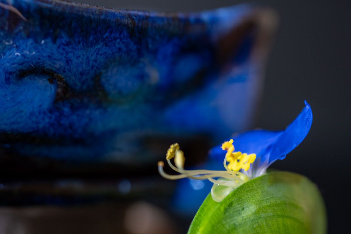 My favorit blue | GANREF