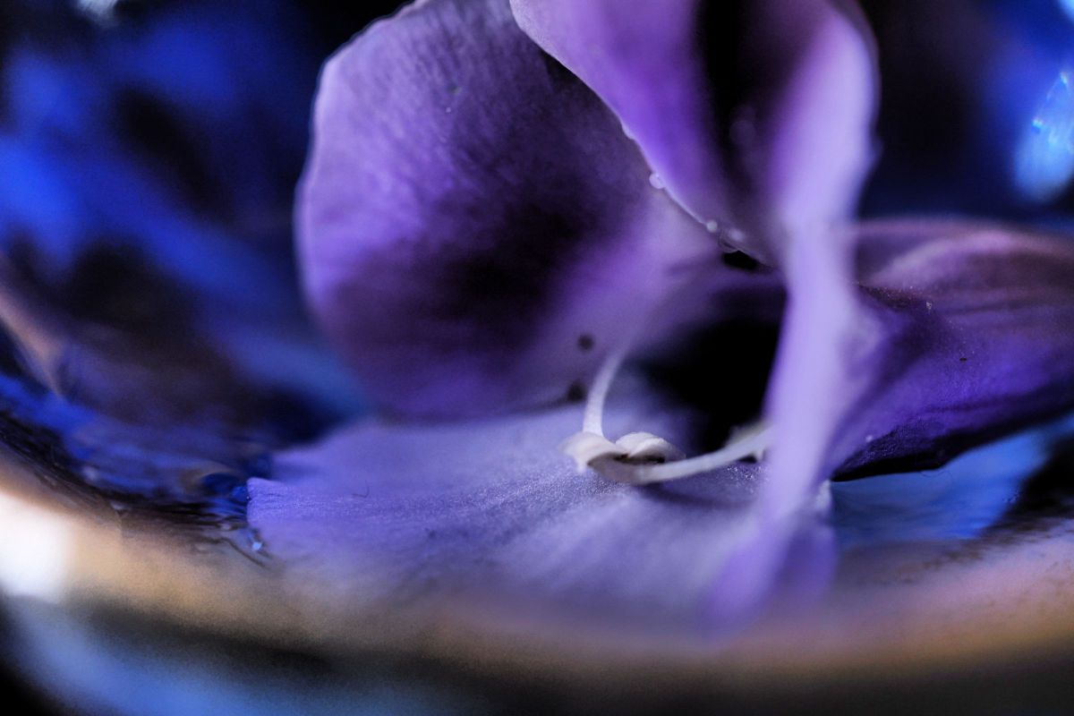 My blue world | GANREF