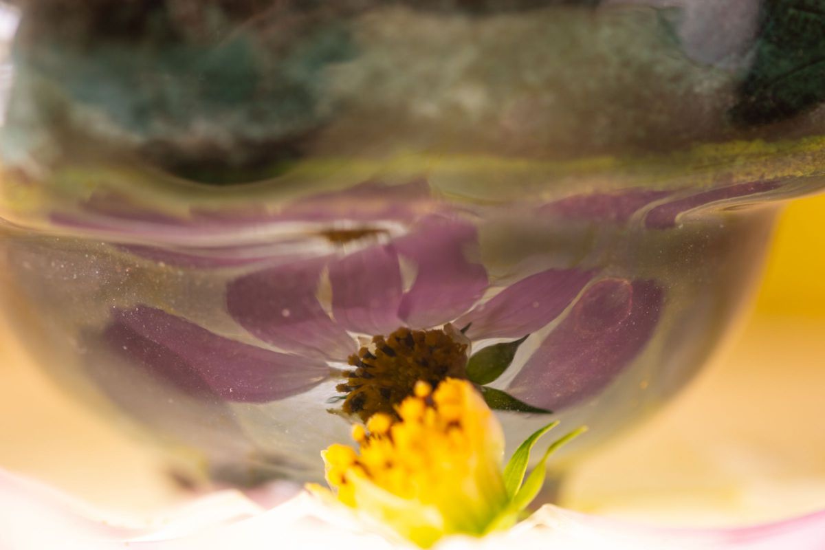 NOVEMBER ILLUSION | GANREF