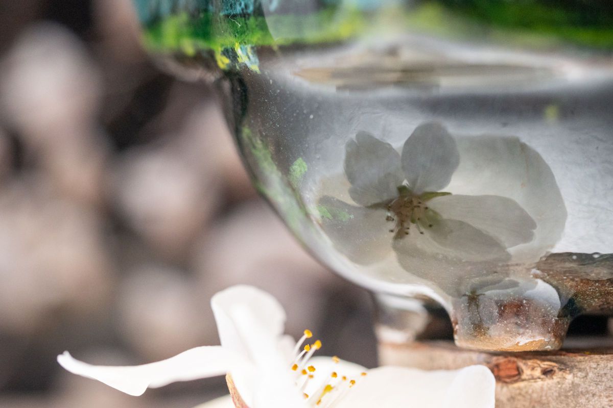 SAKURA reflection | GANREF