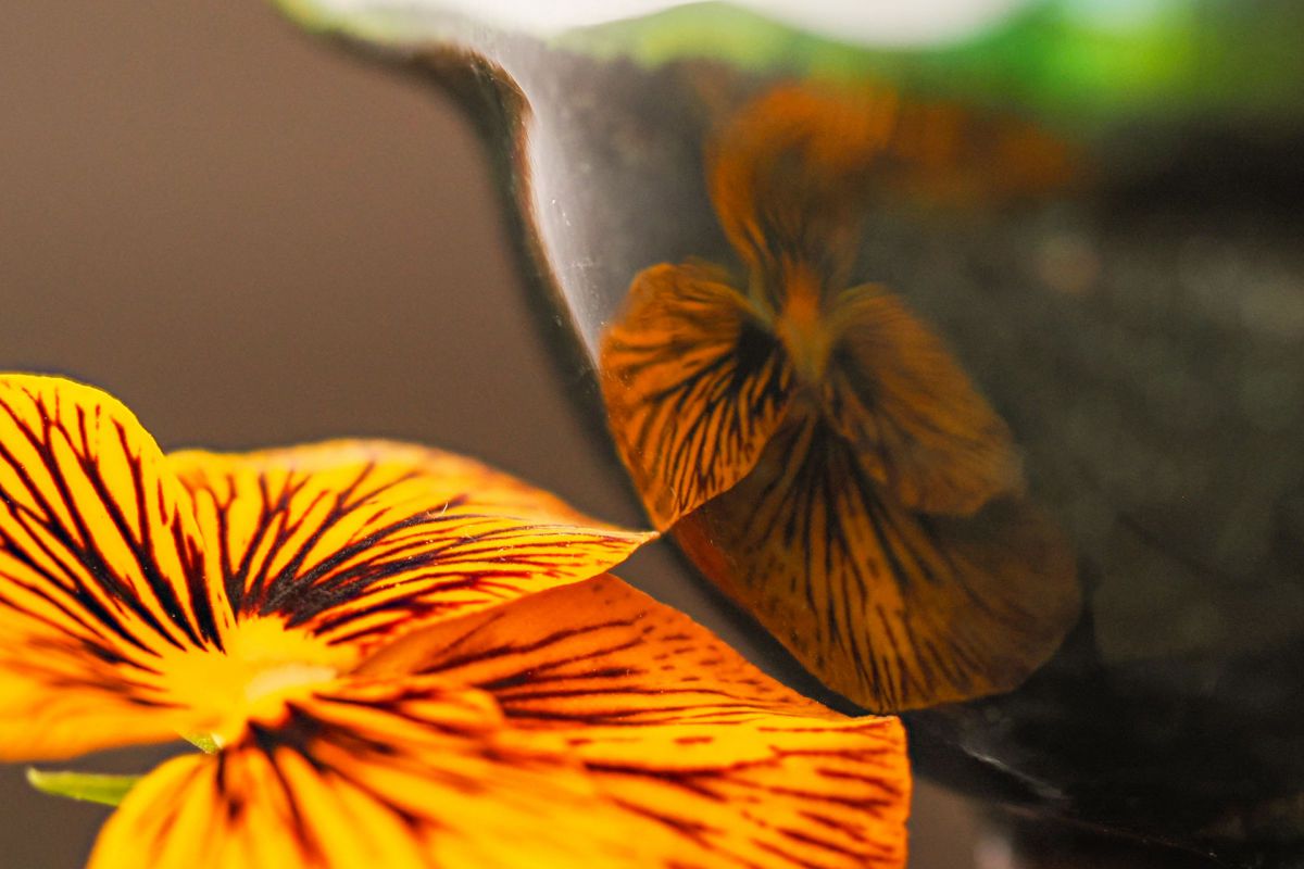 Black and Yellow | GANREF