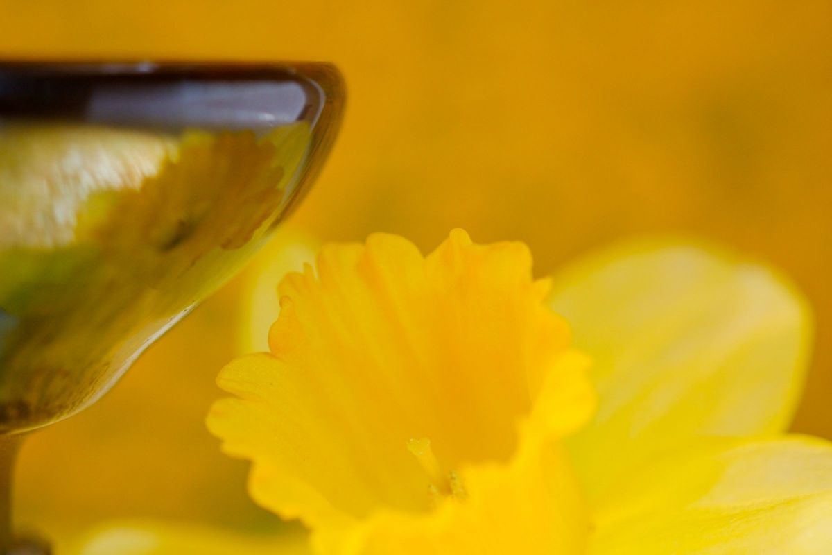 Spring yellow | GANREF