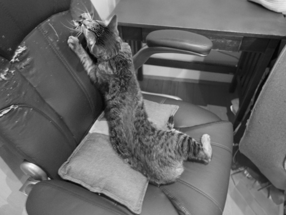 あーー！もう！！！ | GANREF