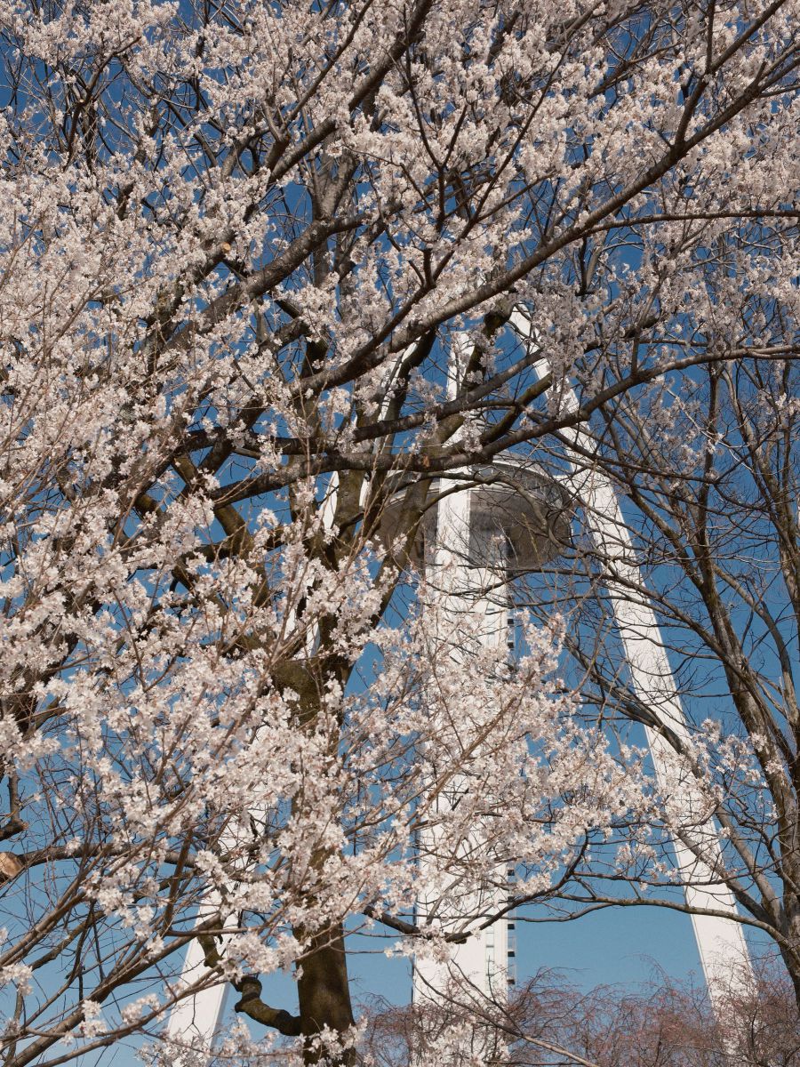 138タワーパークと桜 | GANREF