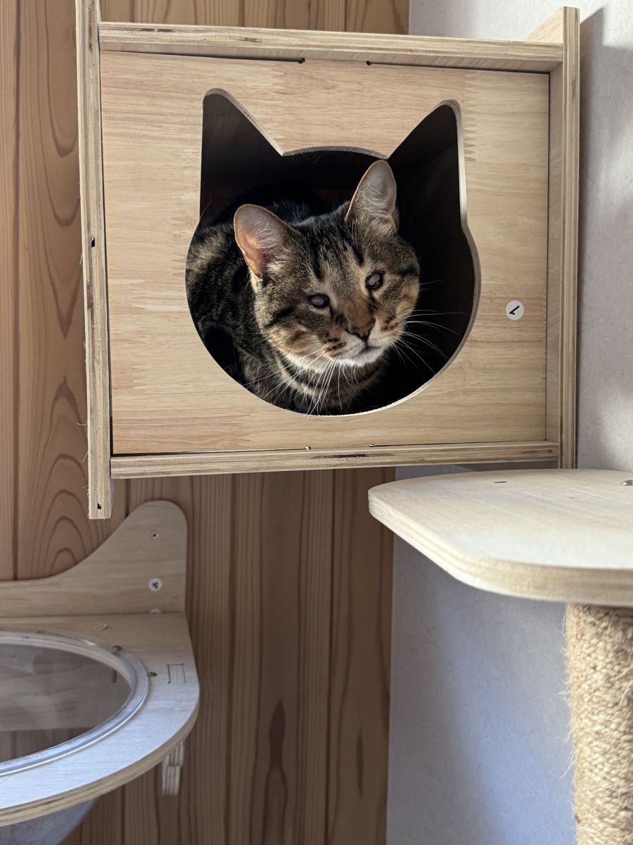 何かはまってる？ | GANREF