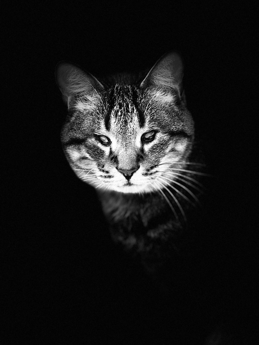 モノクロの中に浮き立つもの | GANREF