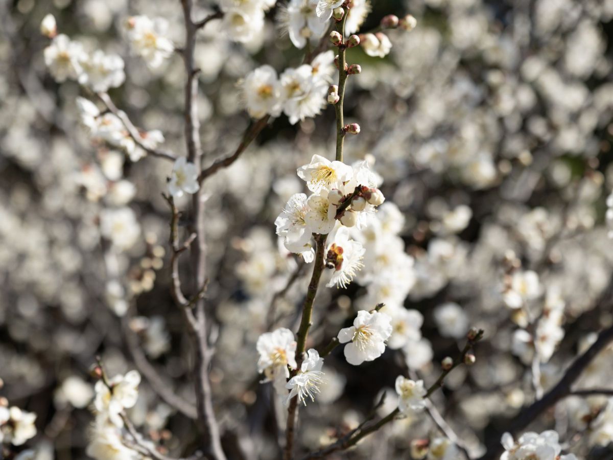 力みなぎる時 | GANREF