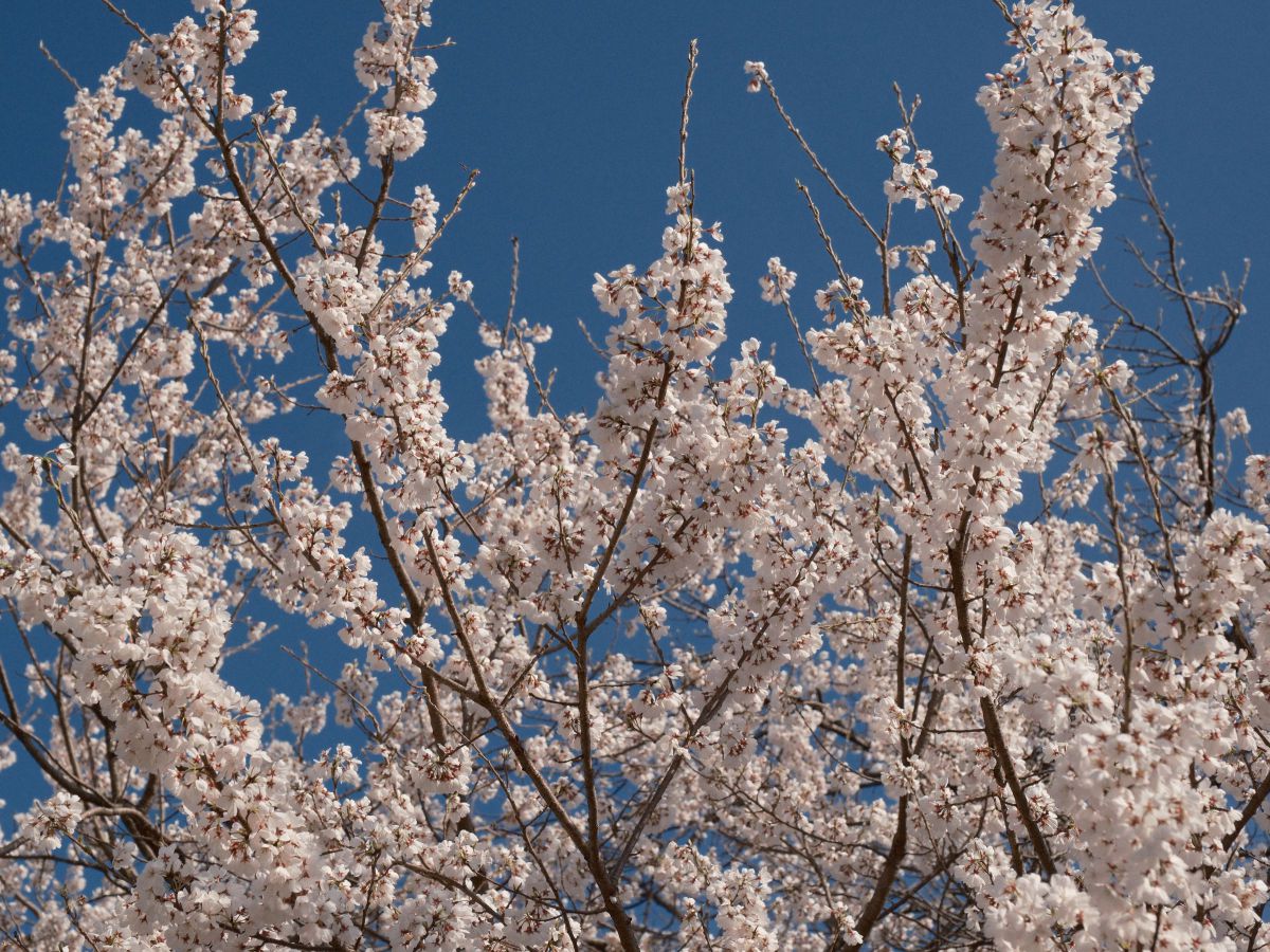 誇らしく咲け | GANREF