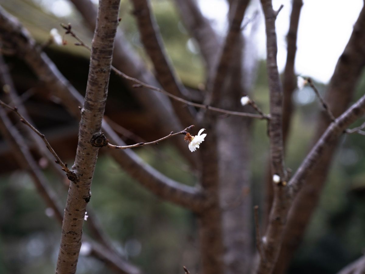 一輪の花 | GANREF