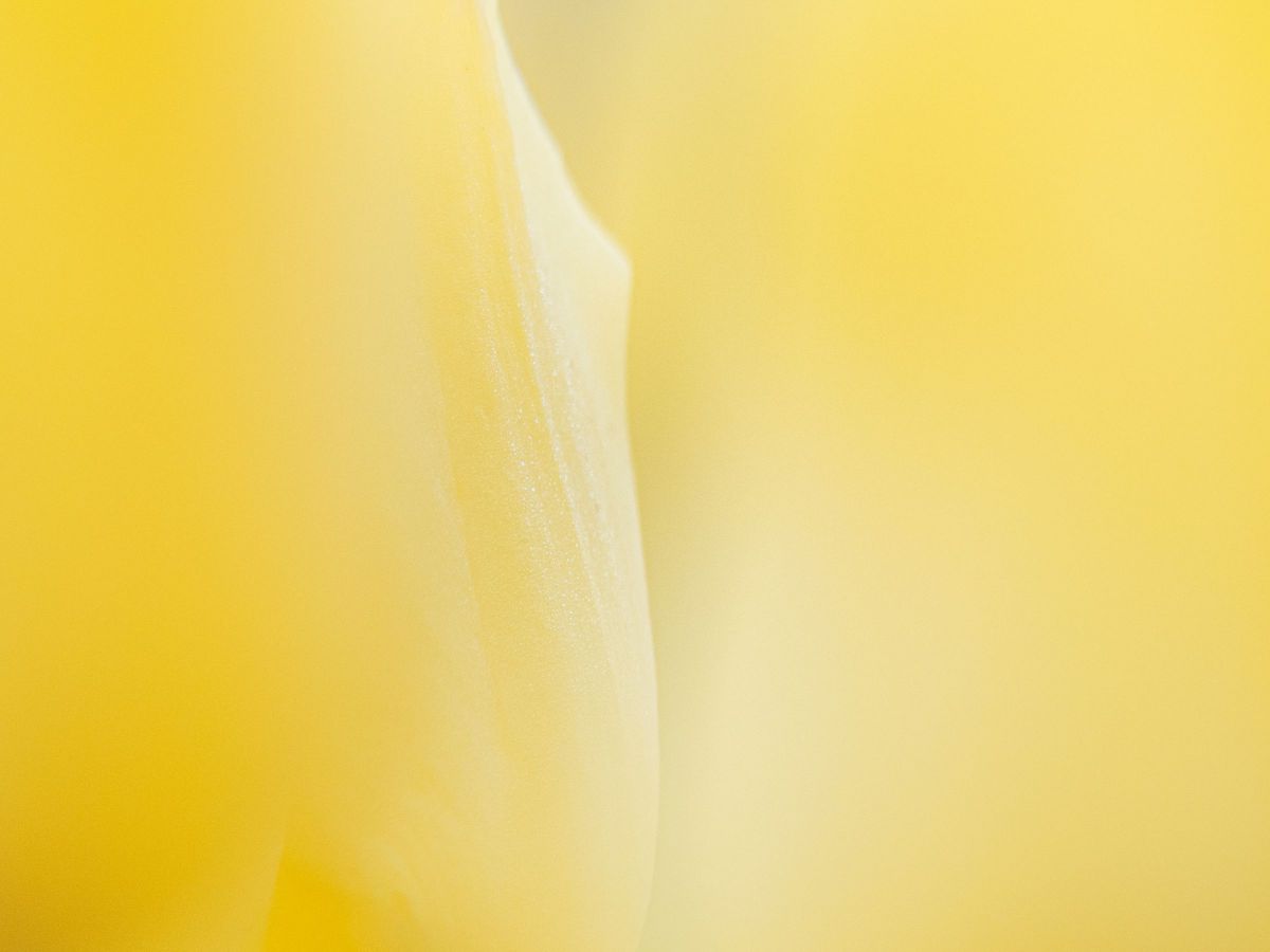 yellow line | GANREF