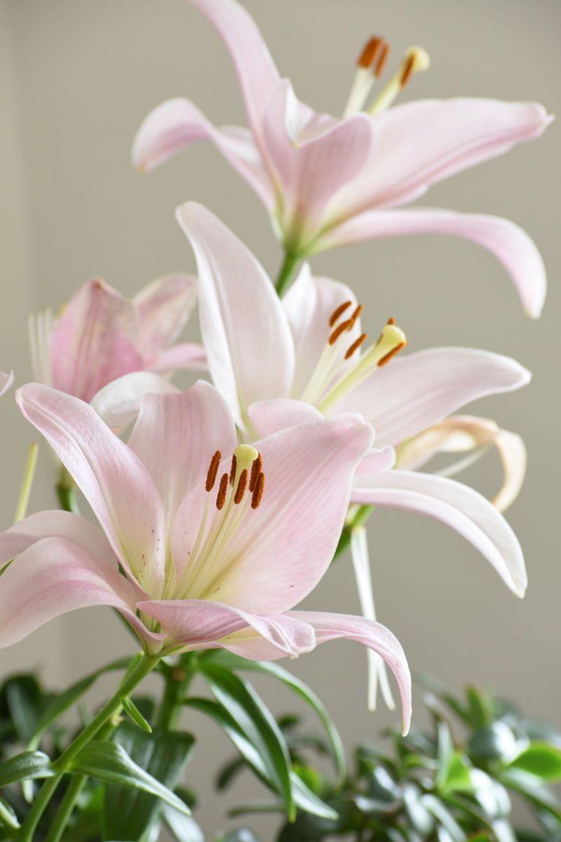 fleur de lys | GANREF