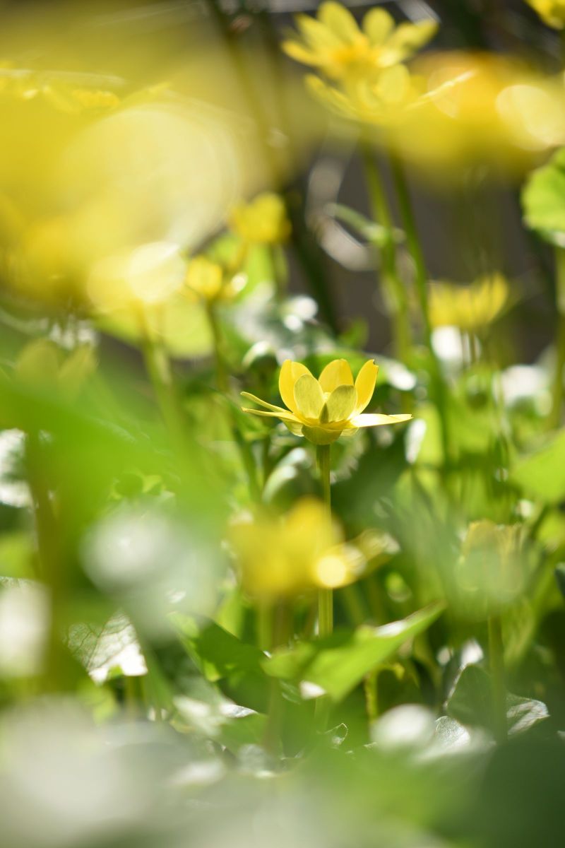 yellow flash! | GANREF