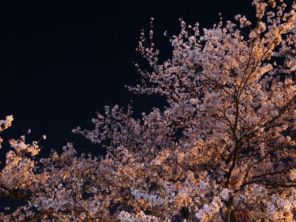 SAKURA wave | GANREF