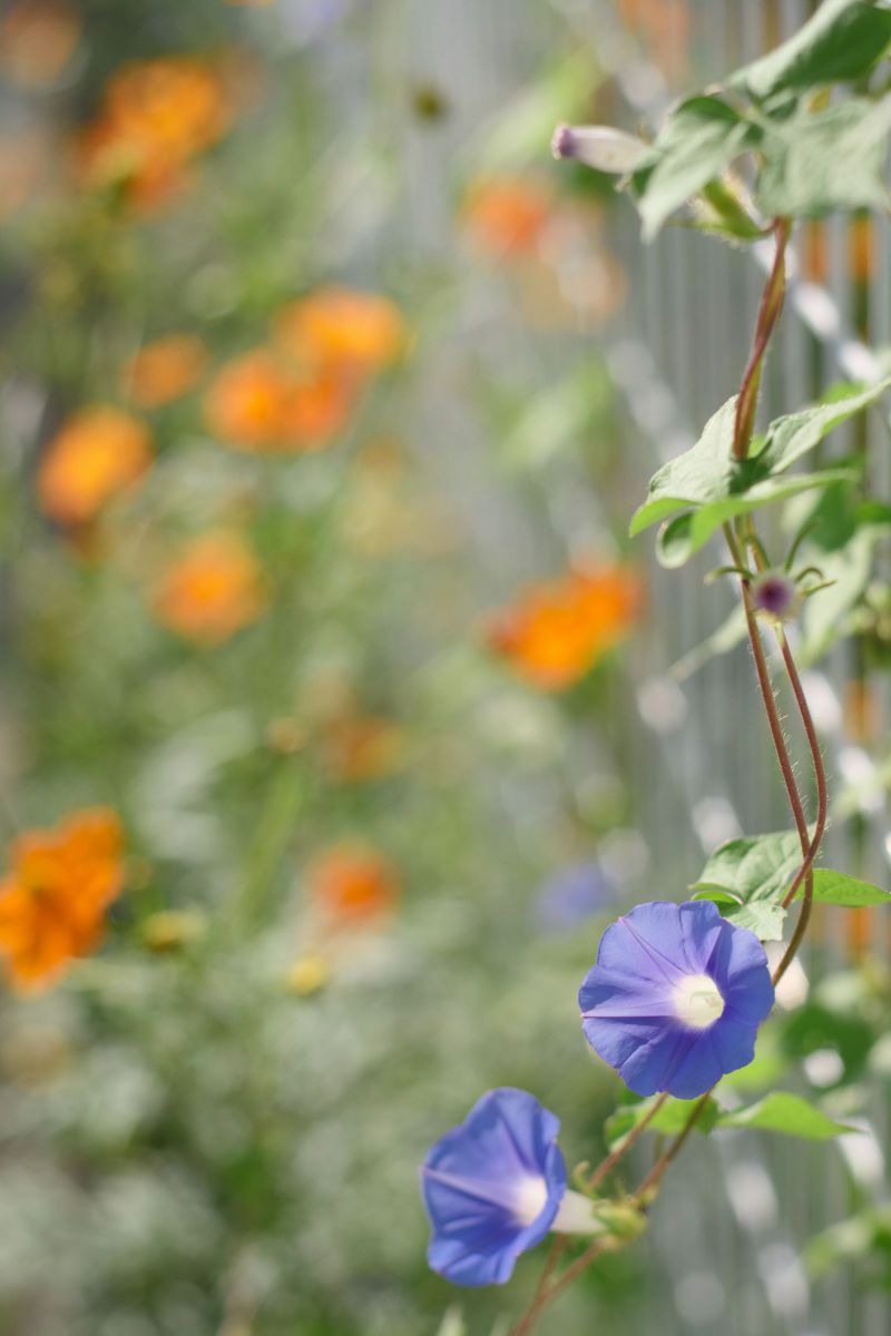 take-over zone | GANREF