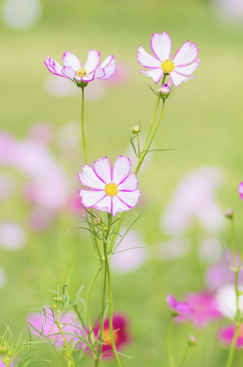 姦しいコスモス ︎ | GANREF