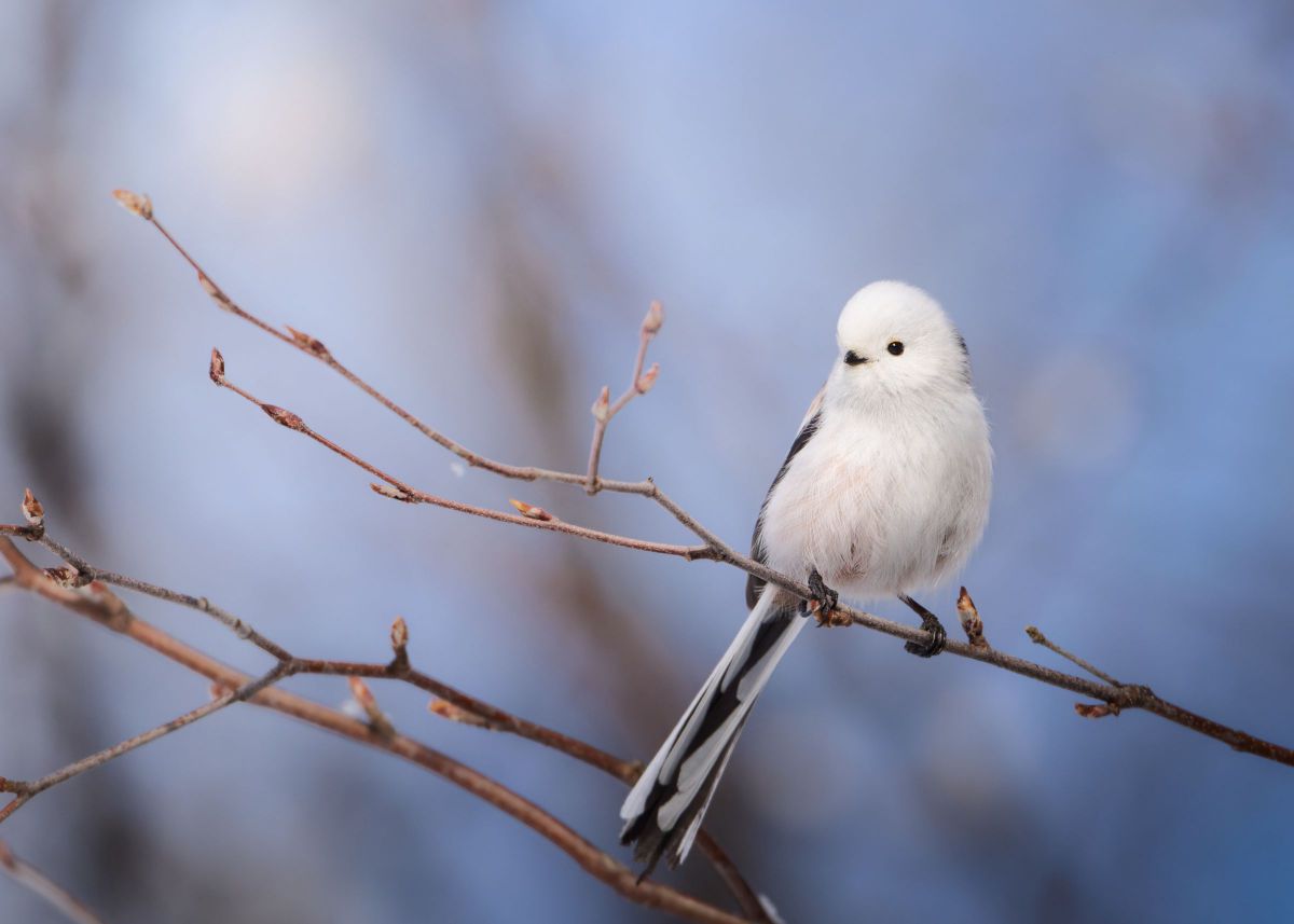 春はもうすぐ | GANREF