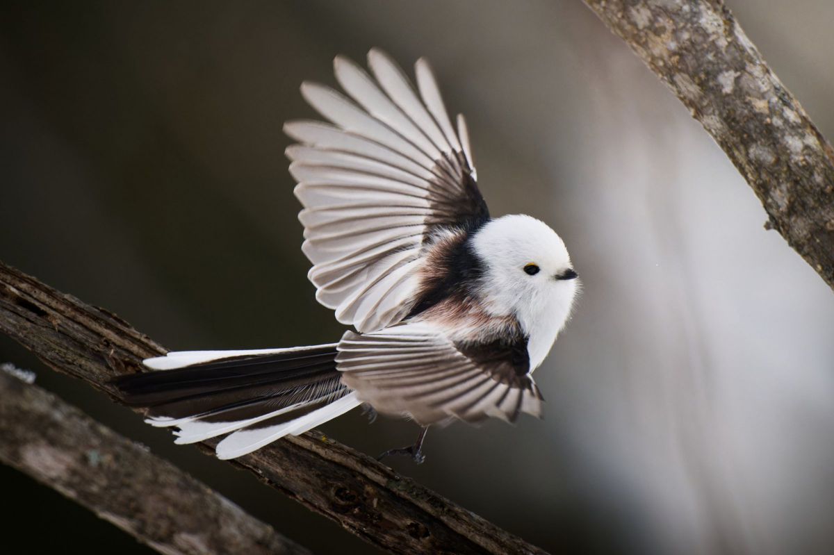 舞い飛ぶ妖精 | GANREF