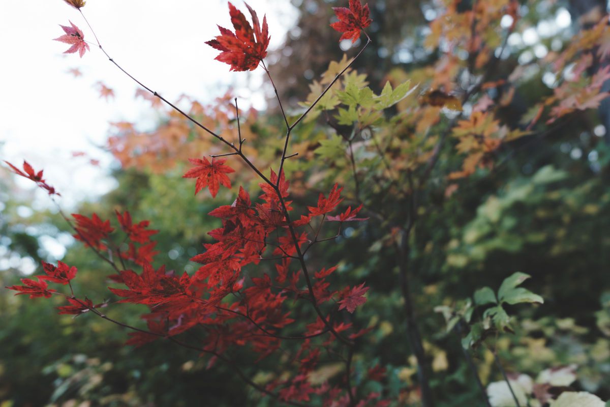 The last red | GANREF