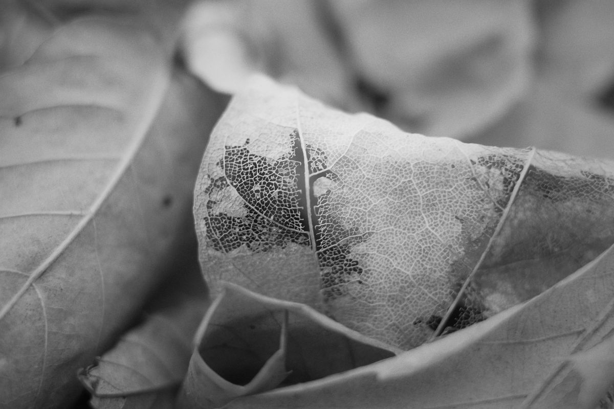 2023-04-13_000 | GANREF