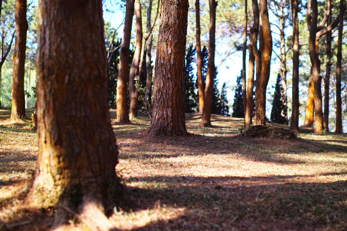 ペッチャブン PART3 | GANREF