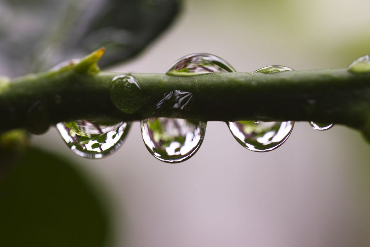 After the rain | GANREF