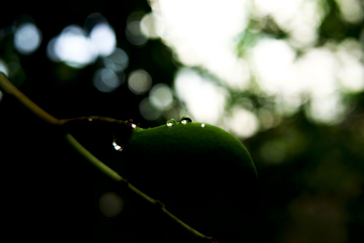 Water drops on the fruit | GANREF