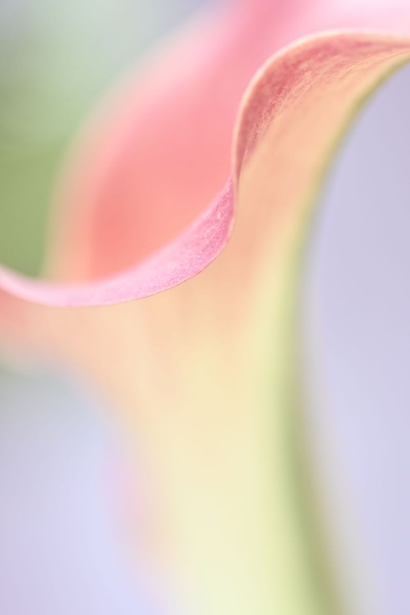calla lily | GANREF