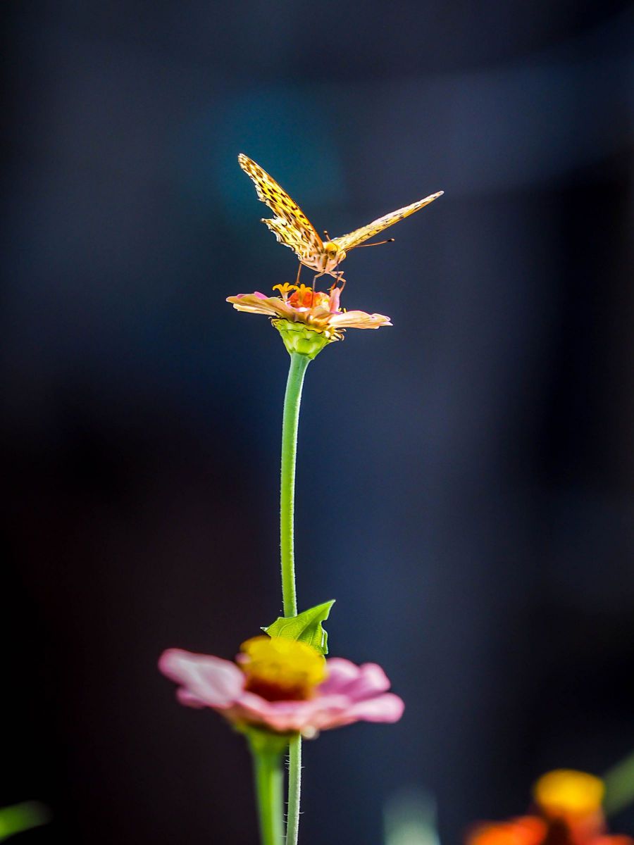 この花大好き part1 | GANREF