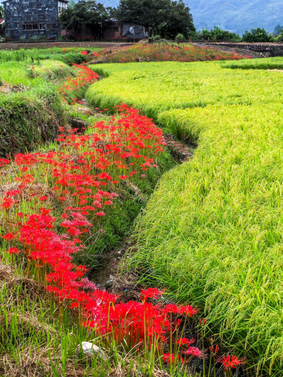 あぜ道に咲く彼岸花 | GANREF