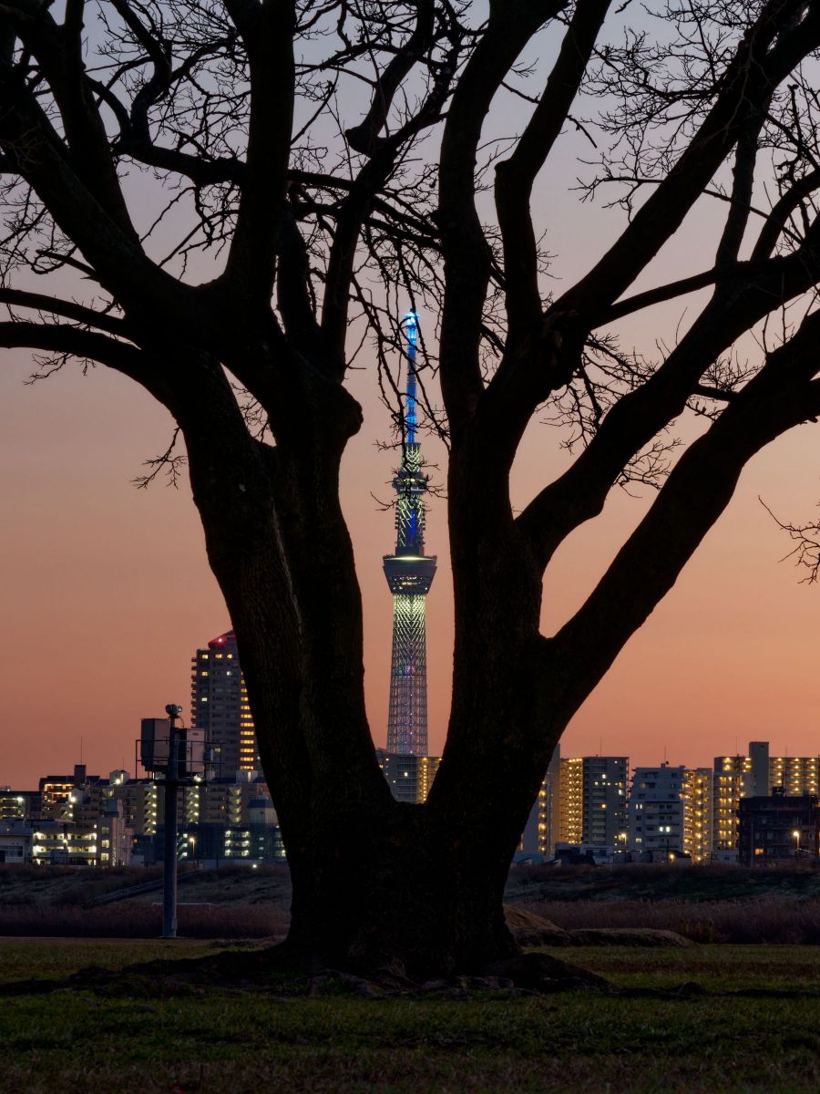 Tree and tree | GANREF